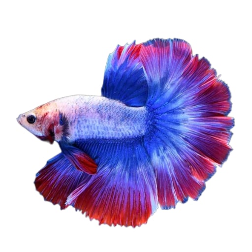 Betta Fish | Global Fish Breeders
