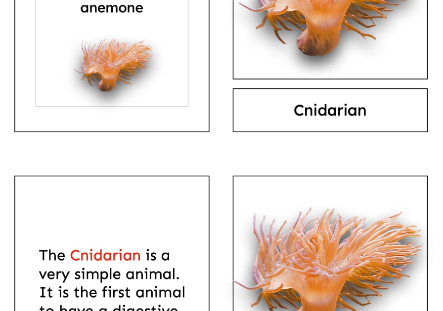 Parts of the Sea Anemone - Cnidarian | Montessori Meisha