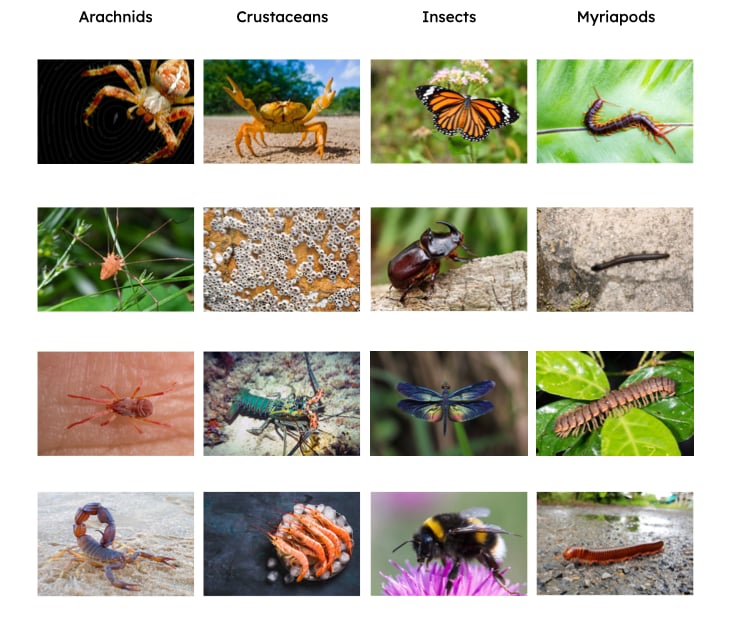 Types of Arthropods | Montessori Meisha