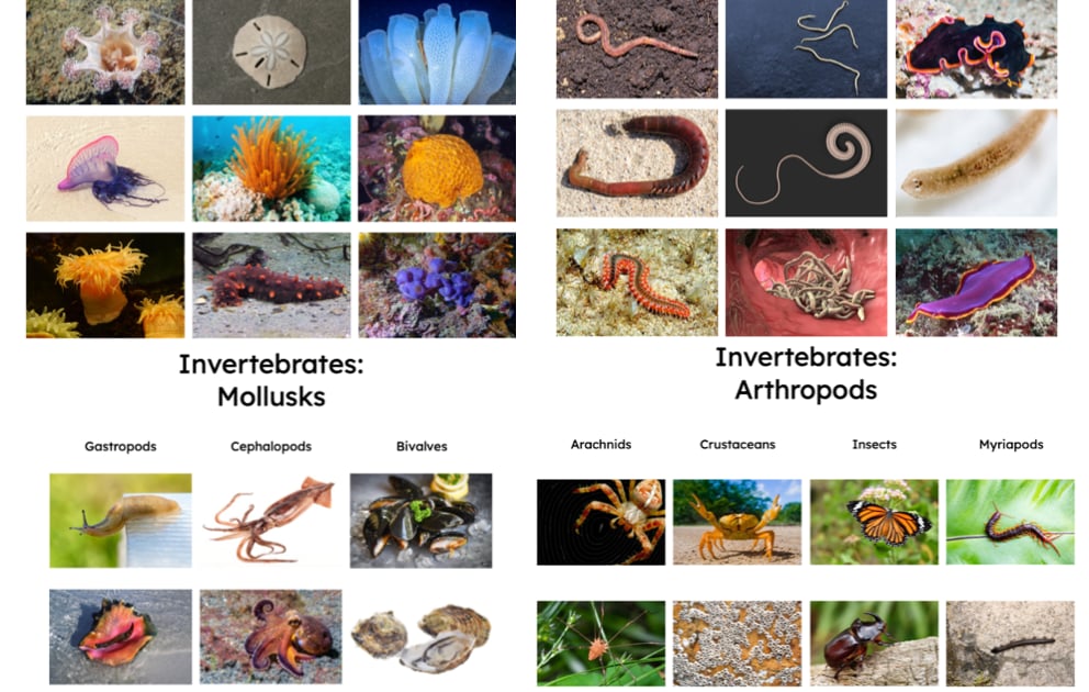 Types of Invertebrates Bundle! | Montessori Meisha