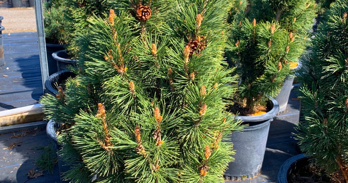 Columnar Mugo Pine - Edmonton | #YEGTREES