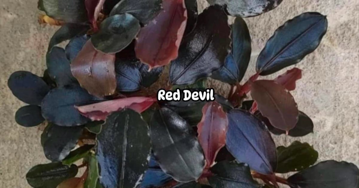Bucephalandra Red Devil Indo | Aquatropicals