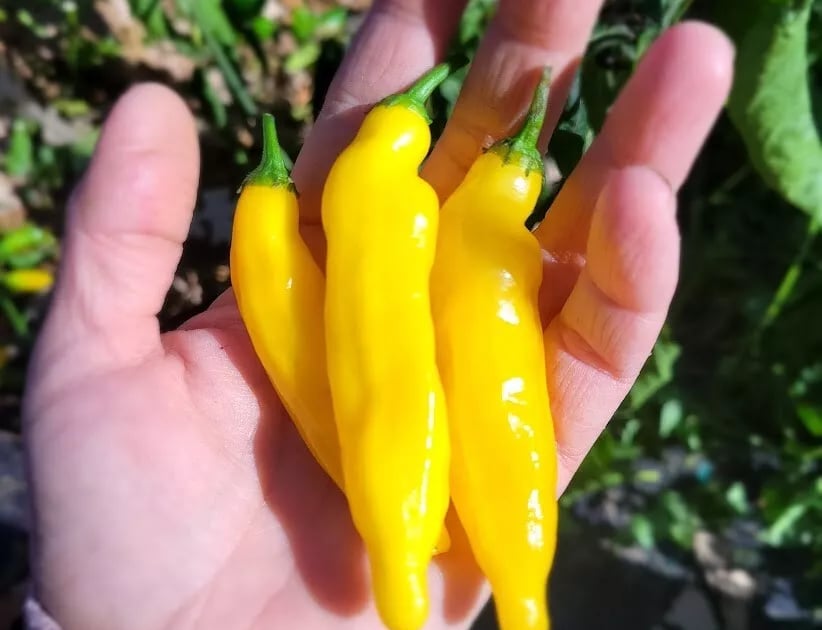 Lemon Drop Pepper | J9 Innovations