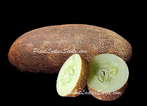 Russian Cucumber | J9 Innovations