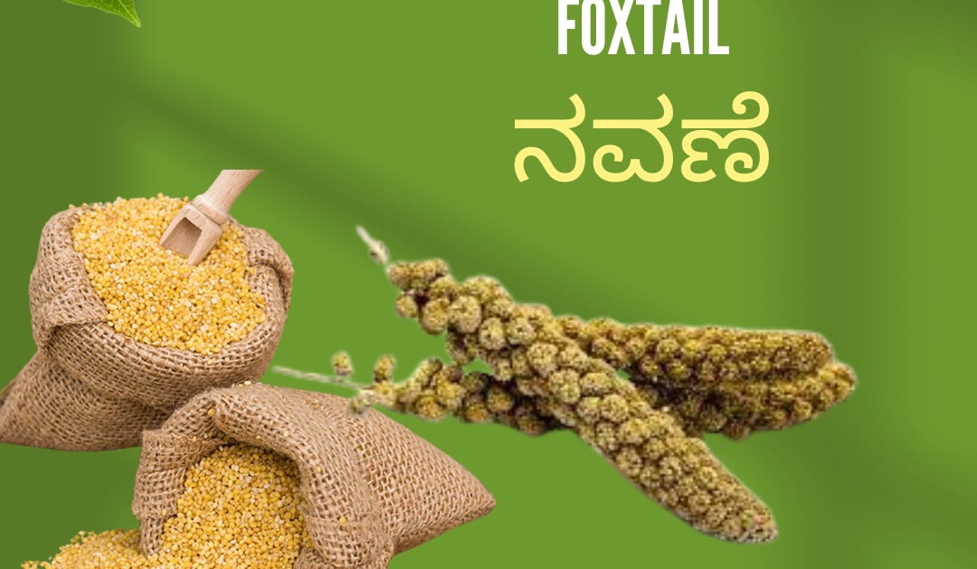 Navane (Foxtail Millet)