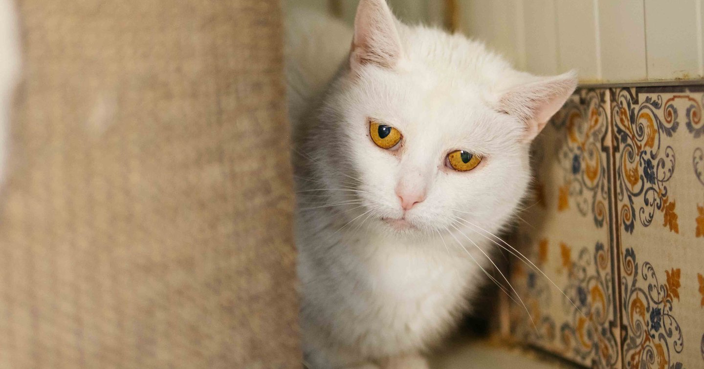 Estrela | Prieglauda ,,SOS gyvūnai"