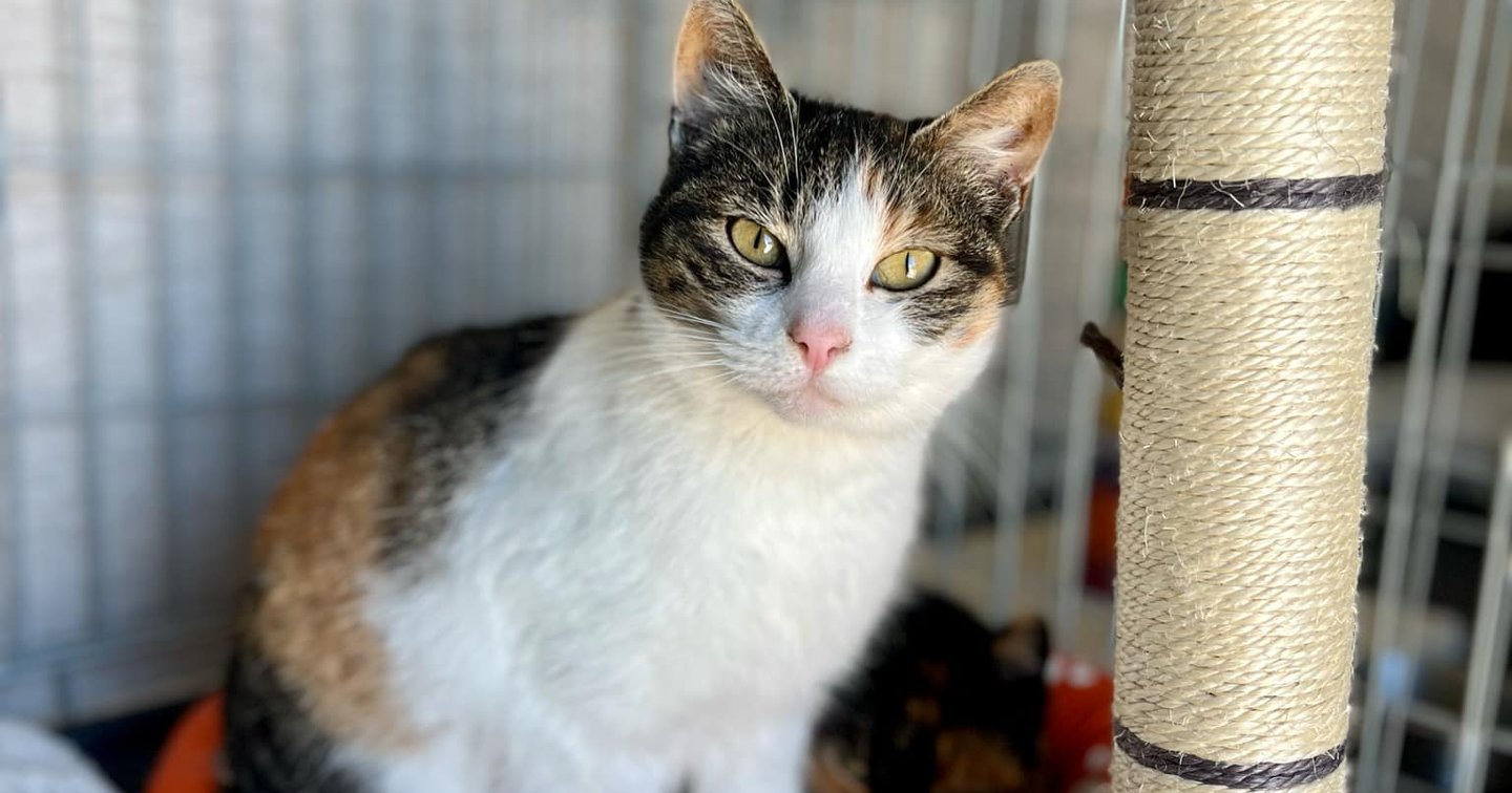 Kitka | Prieglauda ,,SOS gyvūnai"