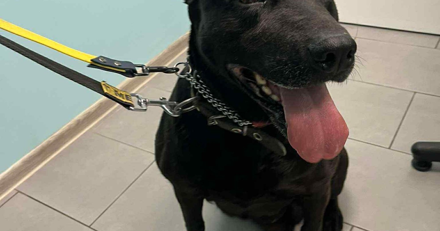 Etna | Prieglauda ,,SOS gyvūnai"