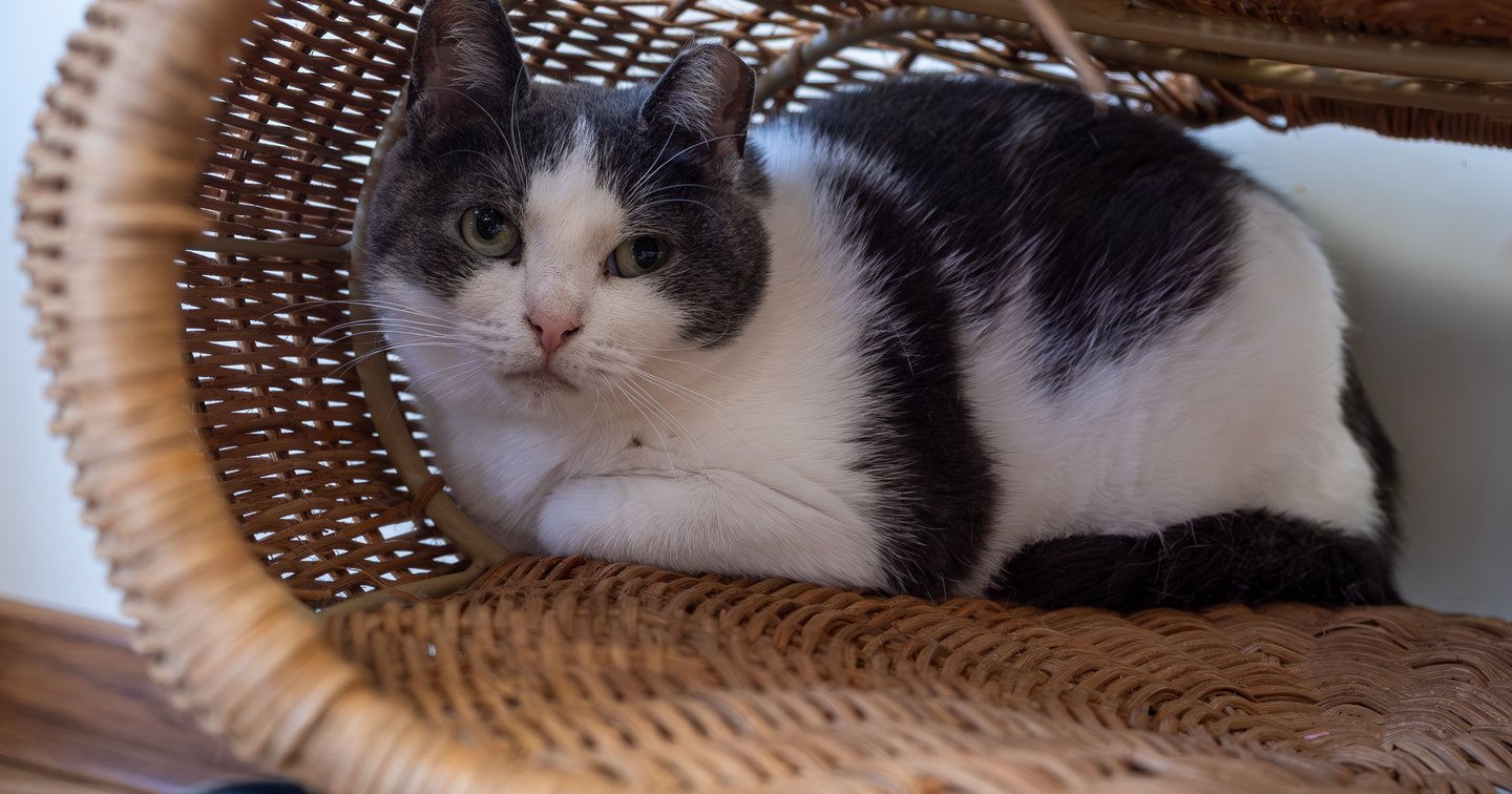 Katara | Prieglauda ,,SOS gyvūnai"