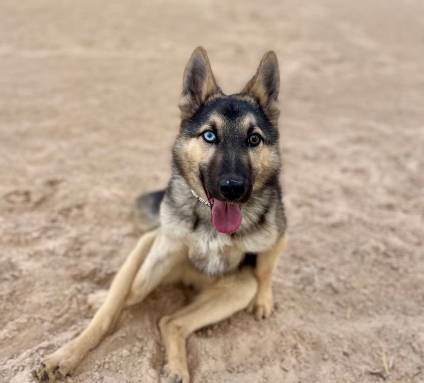 Porteris | Prieglauda ,,SOS gyvūnai"