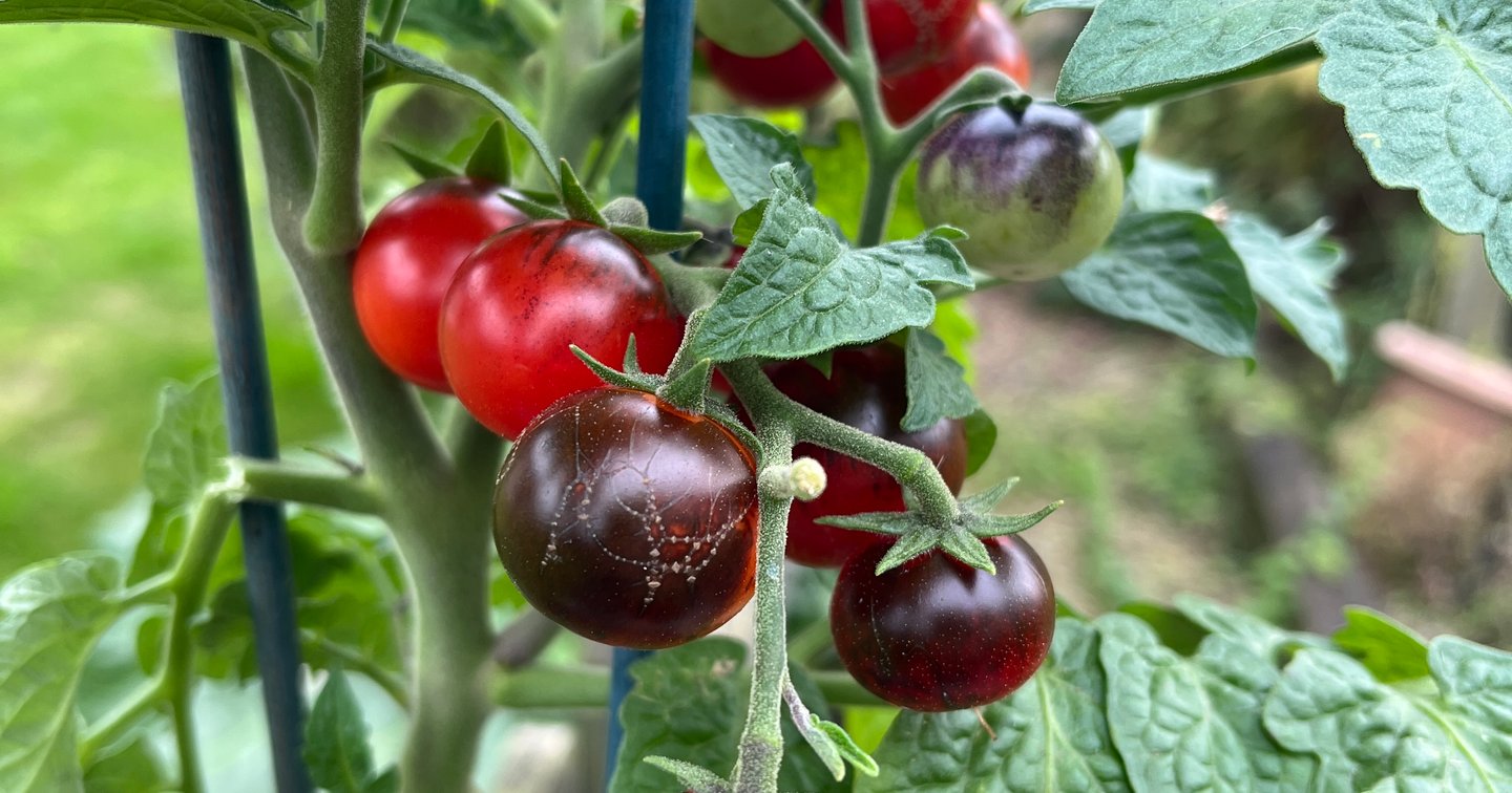 Super Bunny Tomato: micro dwarf | NRTomatoseed