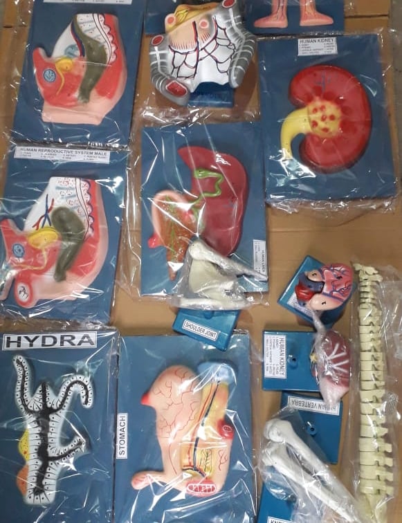 Human Body Parts Model for Anatomy Learning | MAYALAB