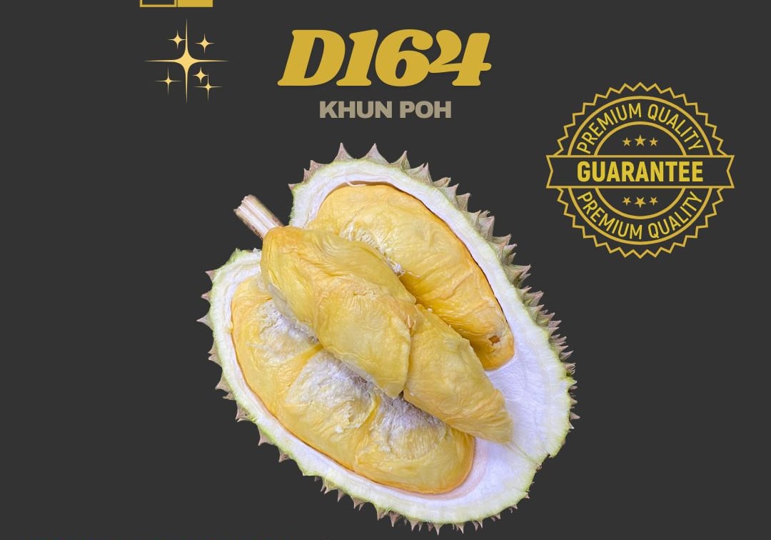 Buy Now D24 Durian - D24 XO Sultan King Durian Bitter | Rolling Durian