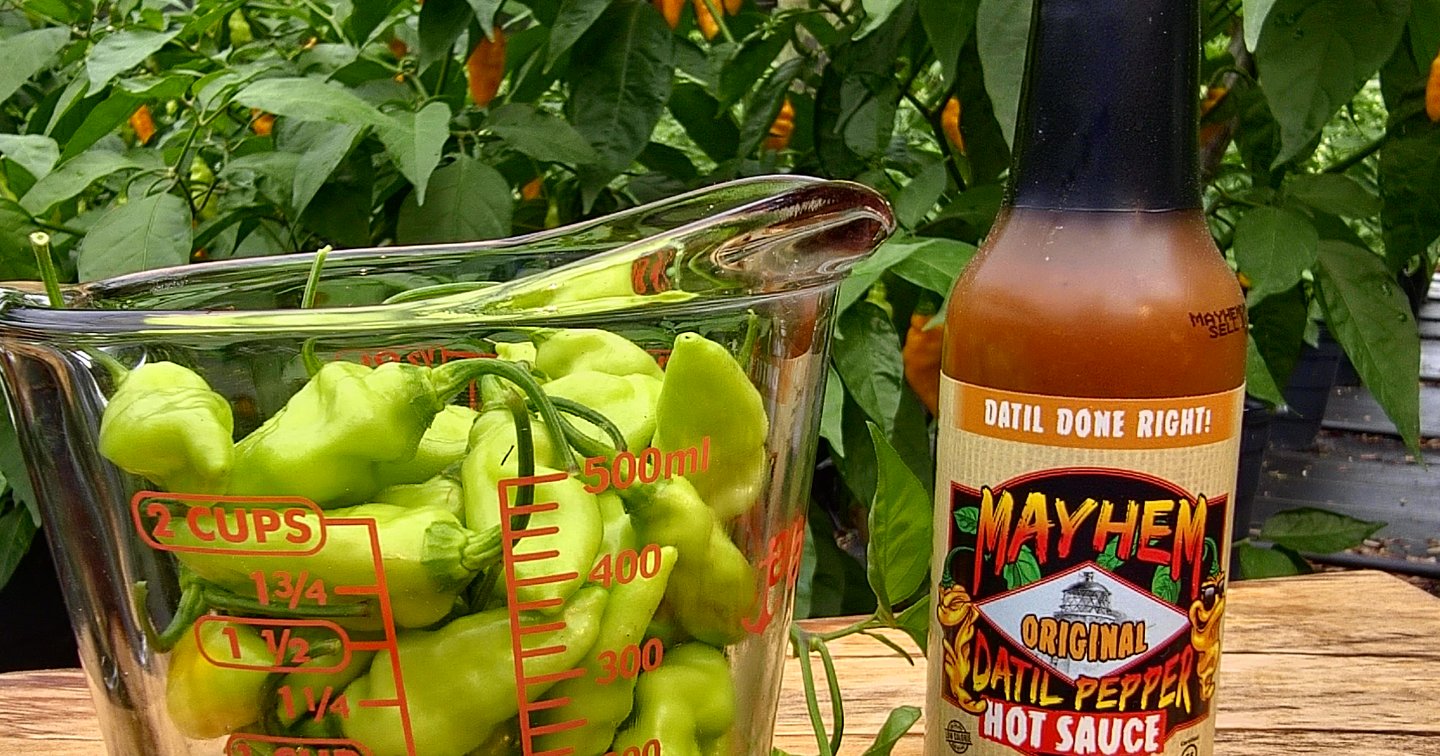 Fresh Datil Peppers Delight | Mayhem Datil Pepper Farms
