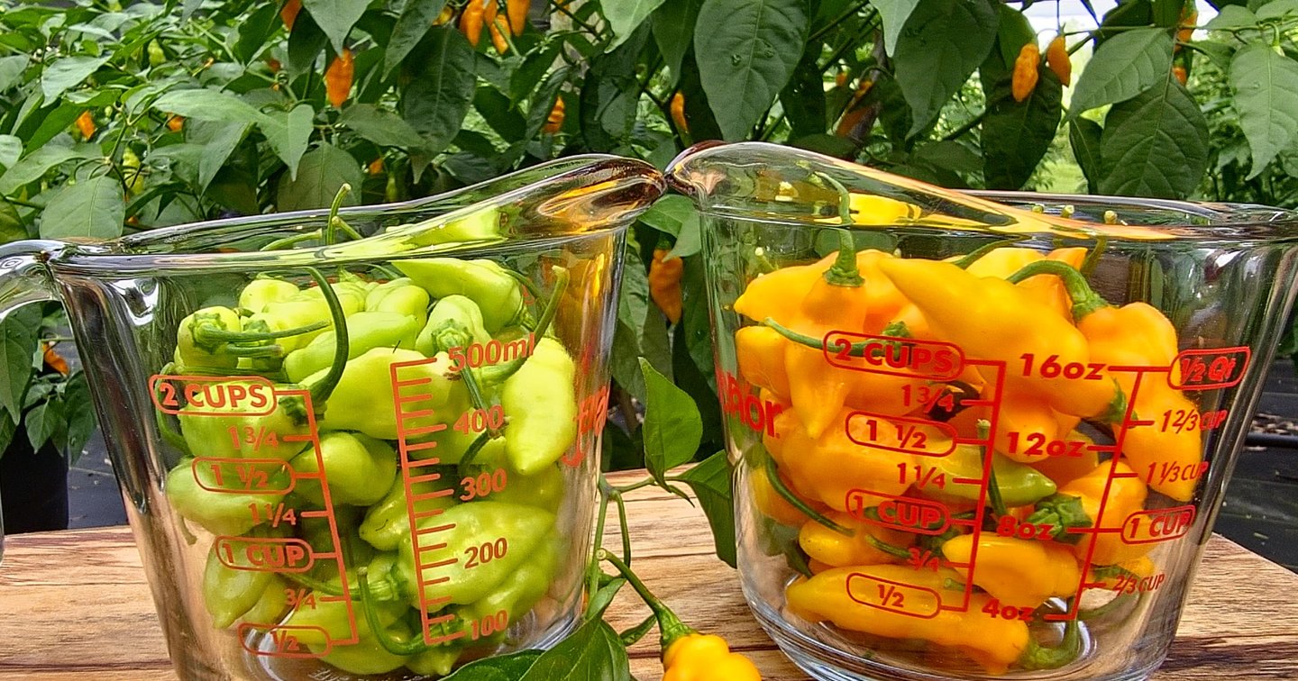 Fresh Datil Peppers Delight | Mayhem Datil Pepper Farms