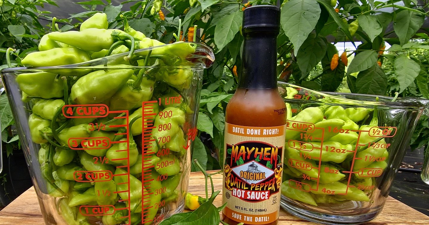 Fresh Datil Peppers Delight | Mayhem Datil Pepper Farms