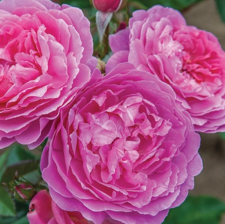 'Orchid Romance' Rose (3 gal) | Holy City Plants LLC