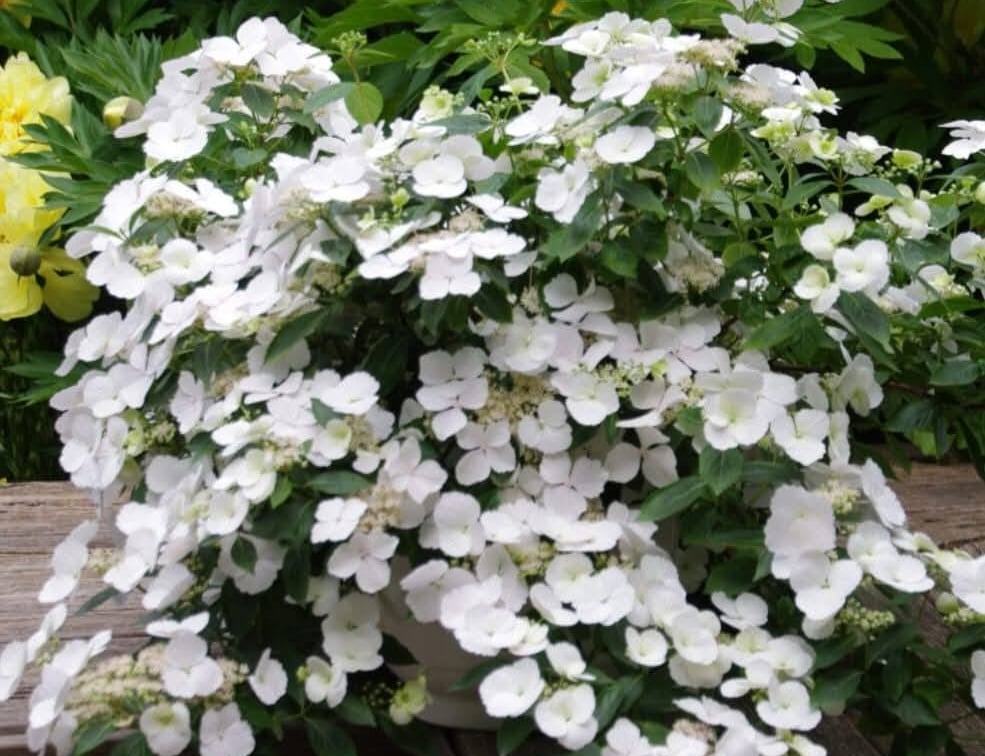'Fairytrail Bride' Weeping Hydrangea 1 gal | Holy City Plants LLC