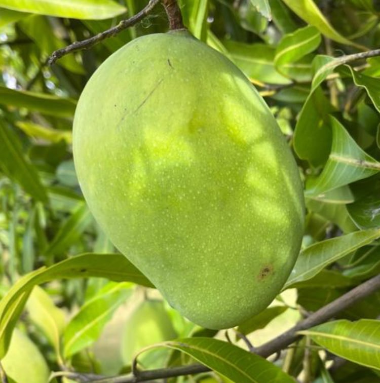Fresh Florida Mangoes Delivered Daily | Tropical Fruits USA