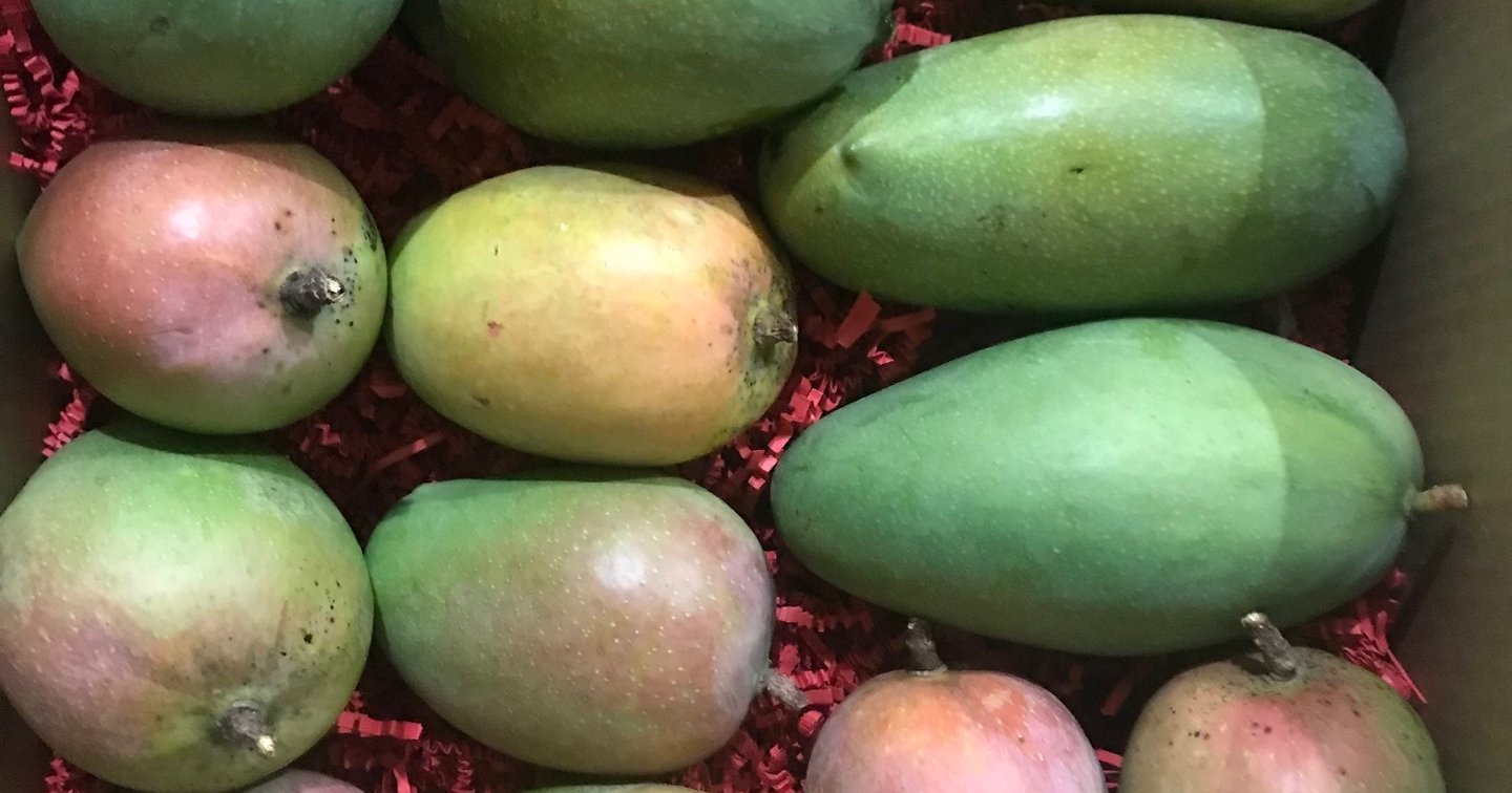 Fresh Florida Mangoes Delivered Daily | Tropical Fruits USA