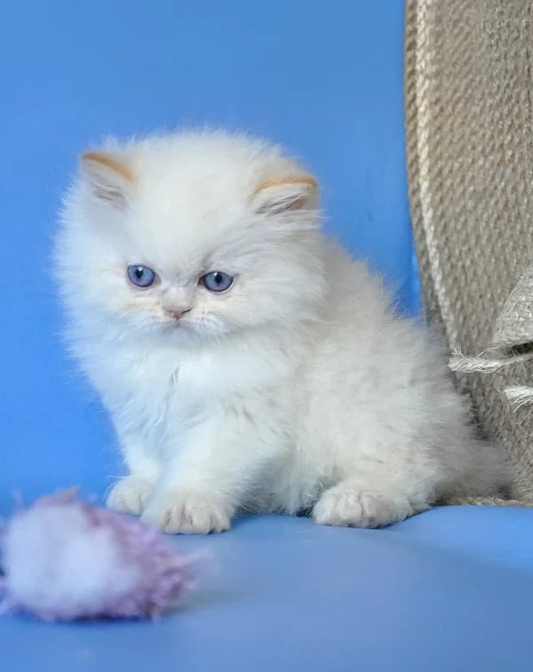 Purebred Kittens for Adoption | Purebred Kittens