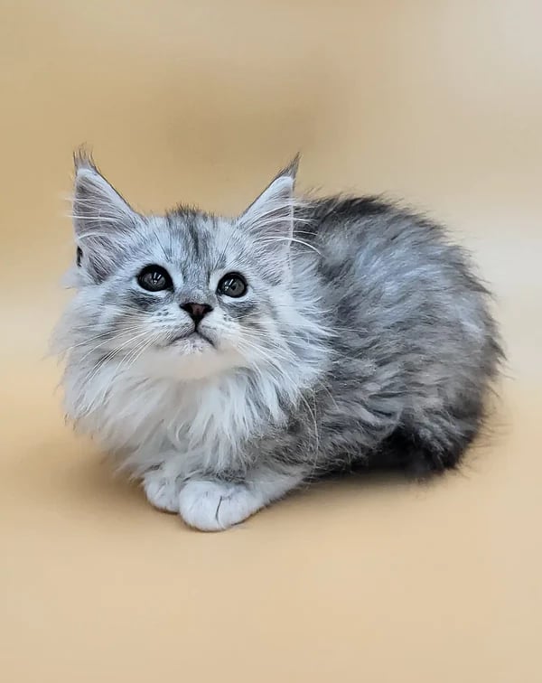 Purebred Kittens for Adoption | Purebred Kittens