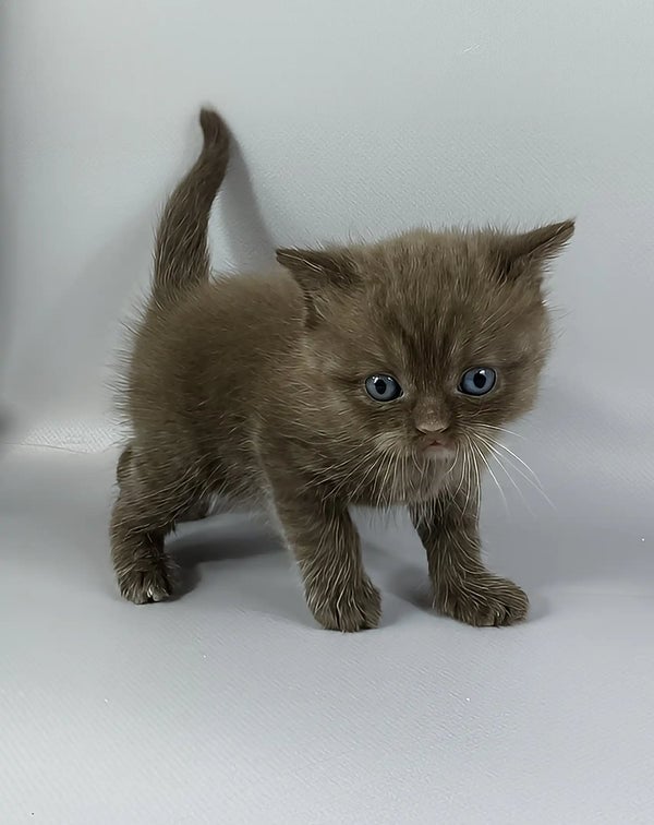 Purebred Kittens for Adoption | Purebred Kittens