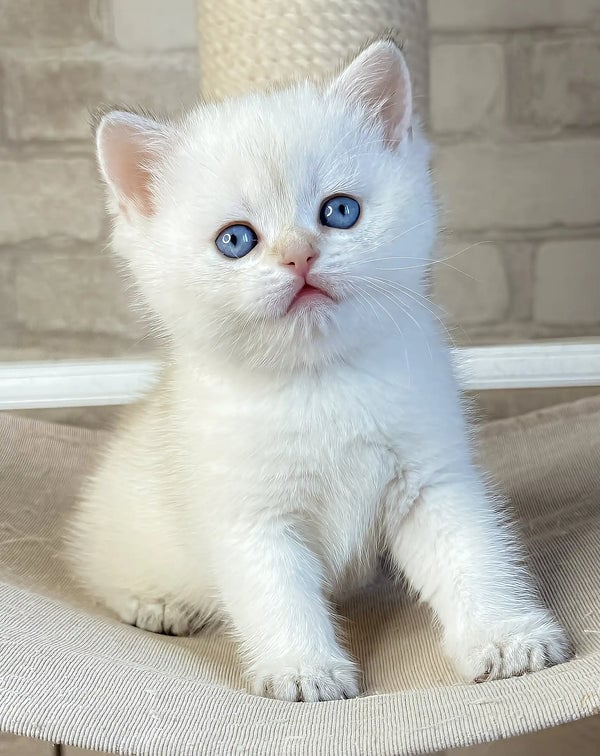Purebred Kittens for Adoption | Purebred Kittens