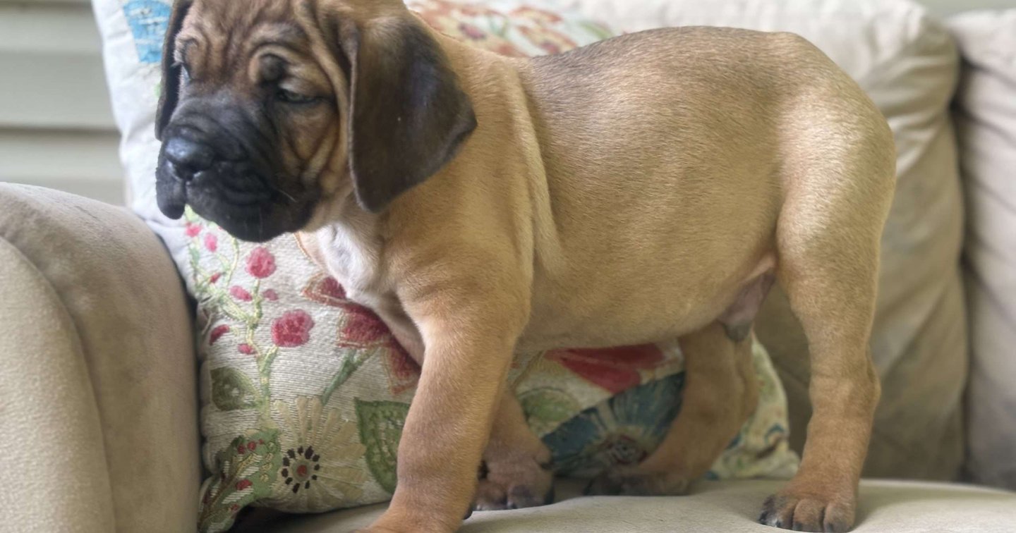 Affordable Cane Corso Puppies South Africa | For Sale | Paws Home SA