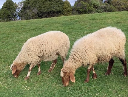 Awassi Sheep for sale | LAMBS | EWES | RAMS - Buy Now | WANN RANCH