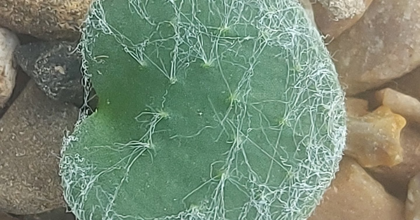 Eriospermum arachnoideum