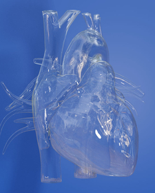 Cardiovasculatures | Custom 3D Printed Transparent Anatomical Models ...