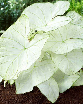 Unique Plants from Holy City Plants in Goose Creek, SC | Holy City ...