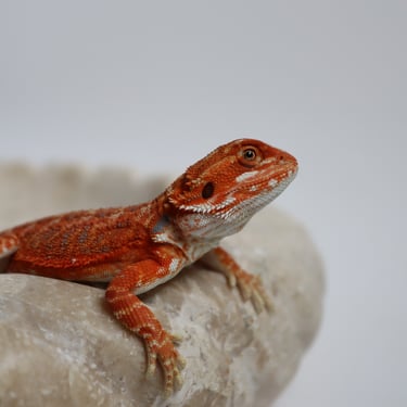 11. Male Hypo Het Trans Citrus/Belgium Red | Dapper Dragonz