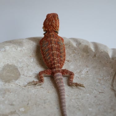 14. Female Hypo Het Trans Red Monster/Belgium Red | Dapper Dragonz