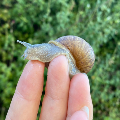 Premium Snail Pet Shop - Buy Live Pet Snails Online | SnailySnail Pet Store