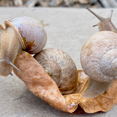 Premium Snail Pet Shop - Buy Live Pet Snails Online | SnailySnail Pet Store