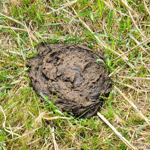 COW DUNG | Poop Senders