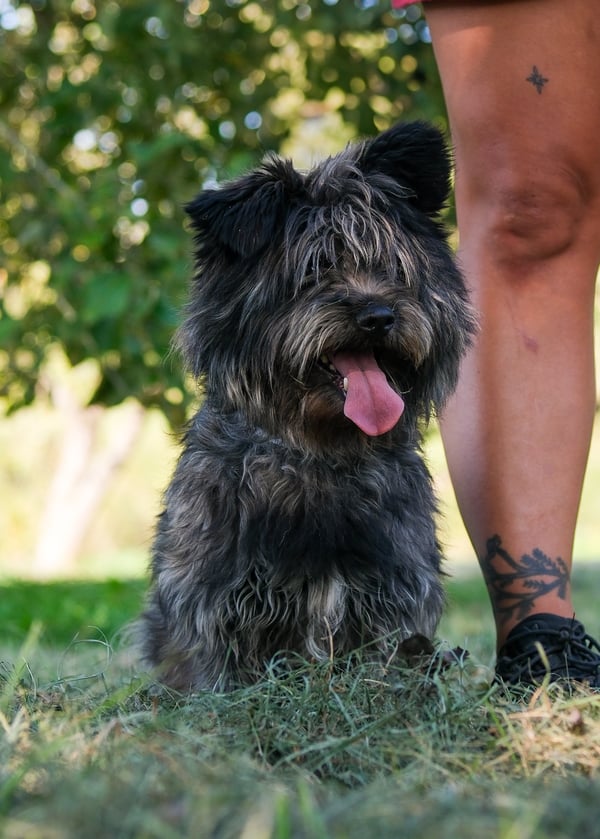 Vinis | Prieglauda ,,SOS gyvūnai"