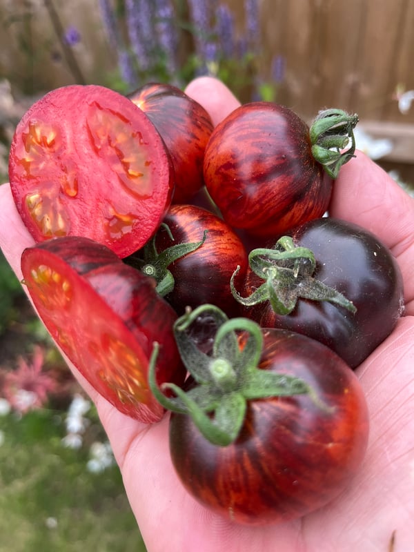 Queen of the Night Tomato | NRTomatoseed - heirloom tomato seeds