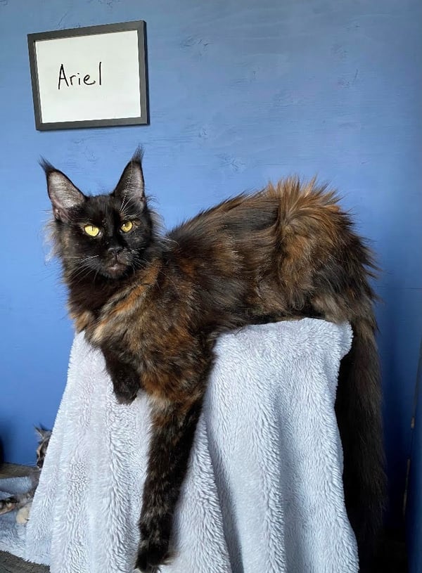 Ariel | Size Matters M.C. Cattery