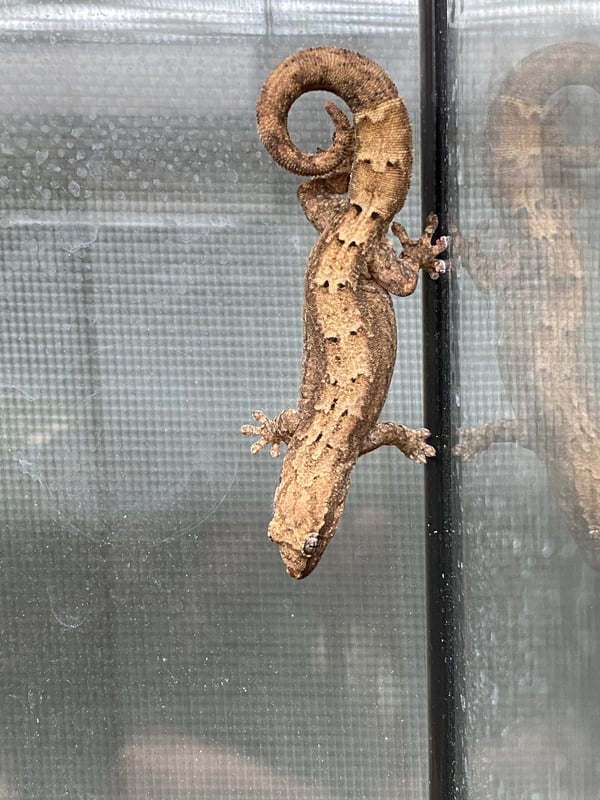 Mourning gecko - Lepidodactylus lugubris | Frog Butts n More LLC