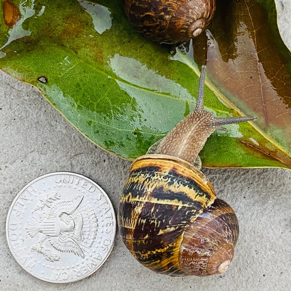 Super large garden snails Pet: Cornu aspersum Helix | SnailySnail Pet Store