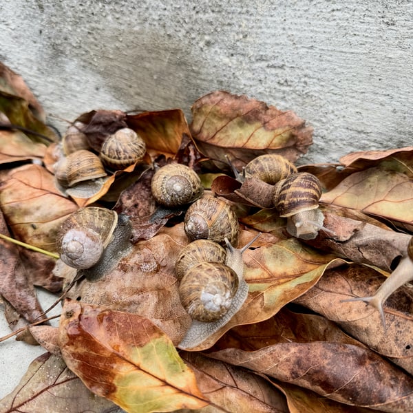 Buy 10 Large Live Garden Snails Helix Snails Pets for Sale ...