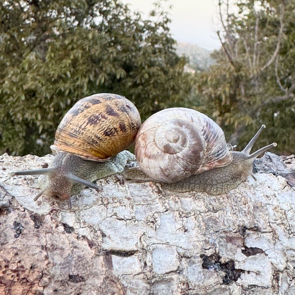 Large Garden Snails Pet: Cornu aspersum, Helix Aspersa | SnailySnail ...