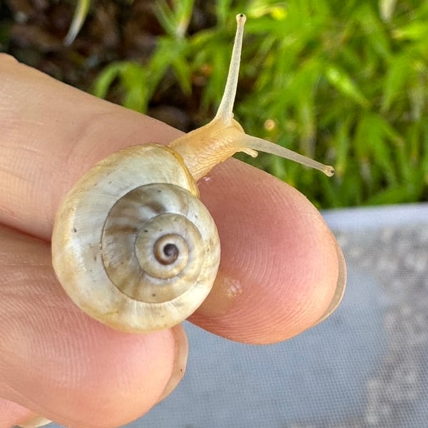 White Garden Snail Theba Pisana: Small Pet Snails for Sale ...