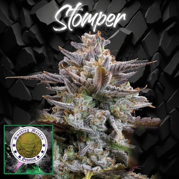 STOMPER | AUTO SEED SOURCE