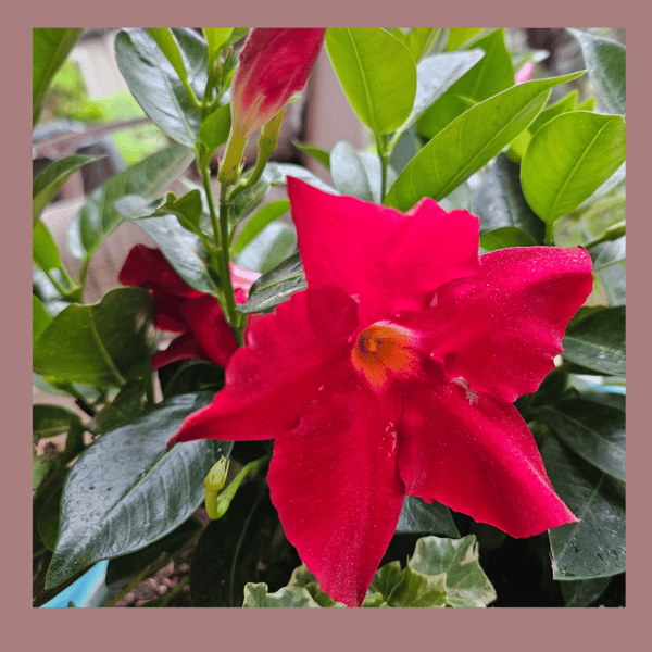 Red Mandevilla Plant picture | Quickclick digitals