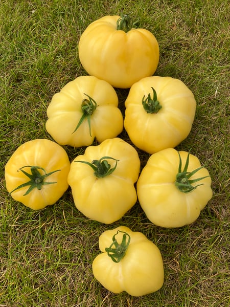 Jack White Tomato Seeds - Discover the Exceptional White tomato Star ...