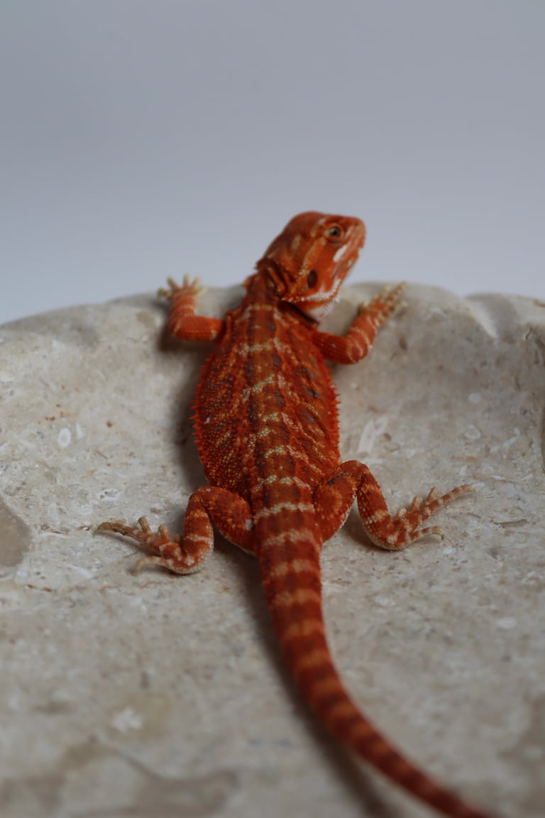 11. Male Hypo Het Trans Citrus/Belgium Red | Dapper Dragonz